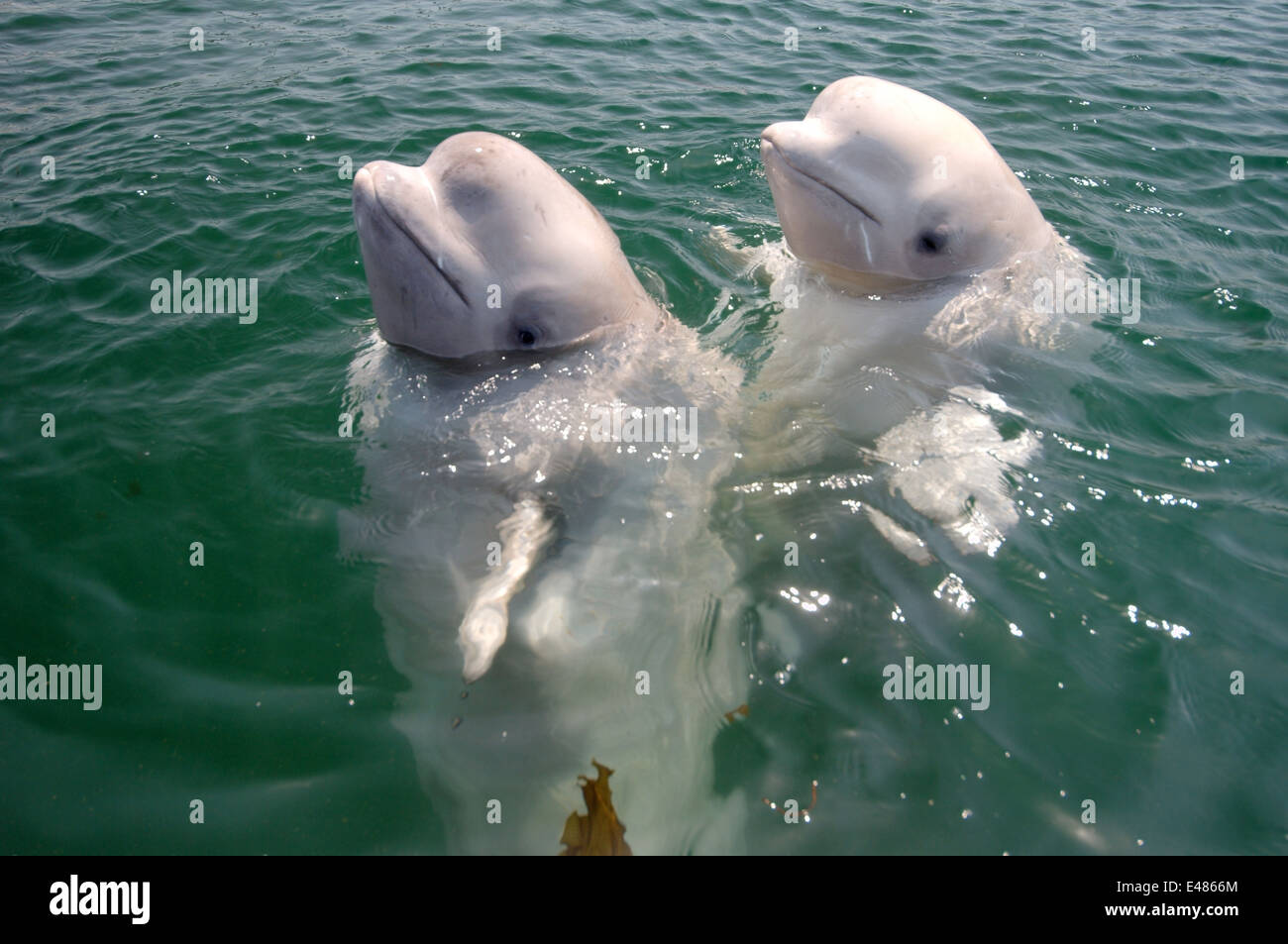 Two young beluga beluga whale or white whale (Delphinapterus leucas ...