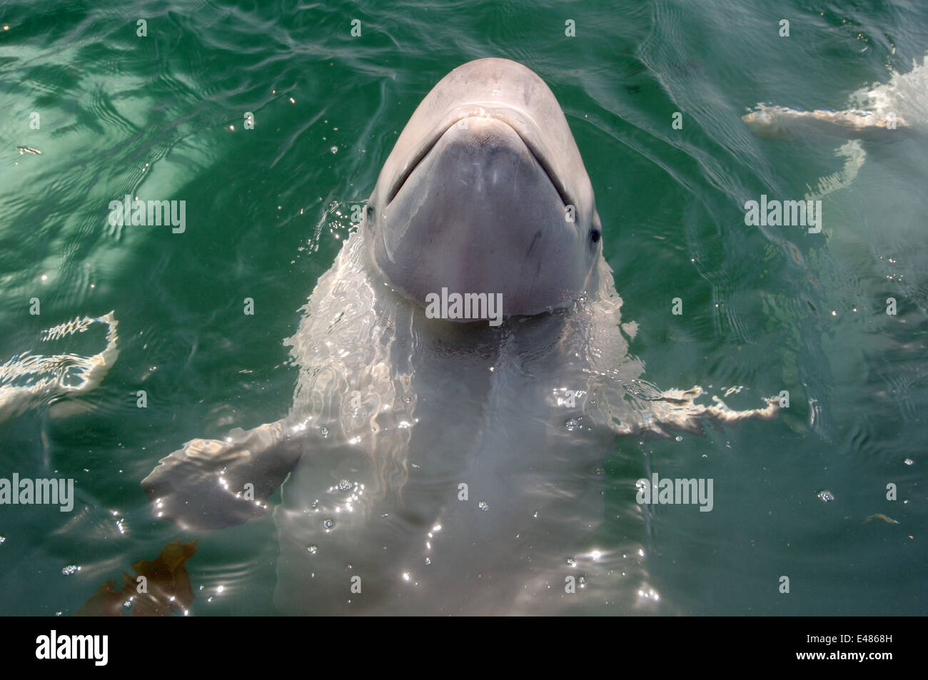 Young beluga whale or white whale (Delphinapterus leucas) Sea of Japan ...