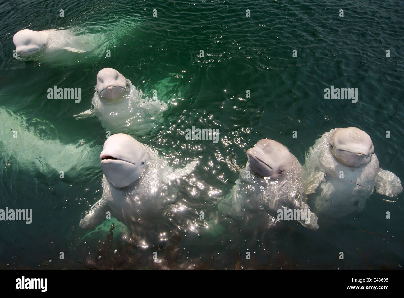 Group of beluga whales or white whale (Delphinapterus leucas) Sea of ...