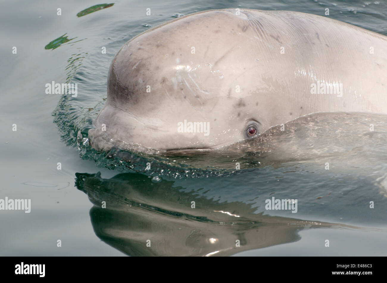 Young beluga whale or white whale (Delphinapterus leucas) Sea of Japan ...