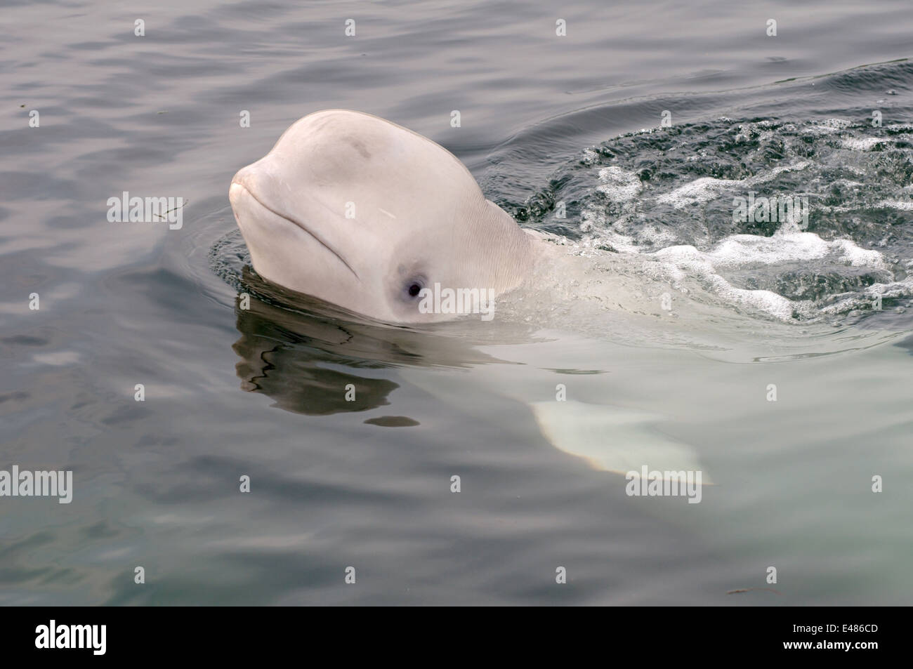 Young beluga whale or white whale (Delphinapterus leucas) Sea of Japan ...
