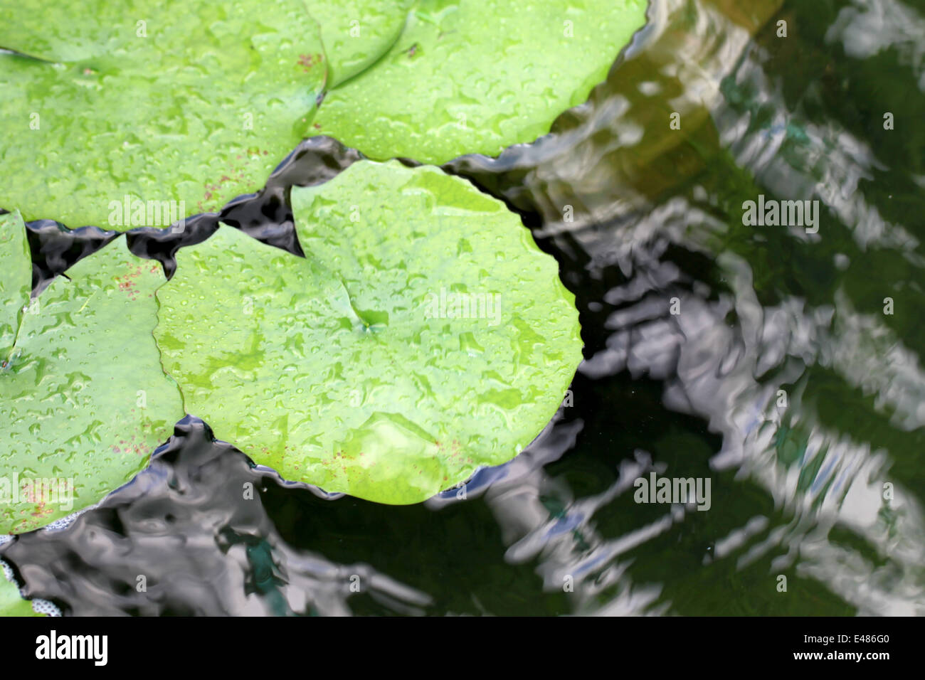 Green lotus leaf on the water natural background Stock Photo - Alamy