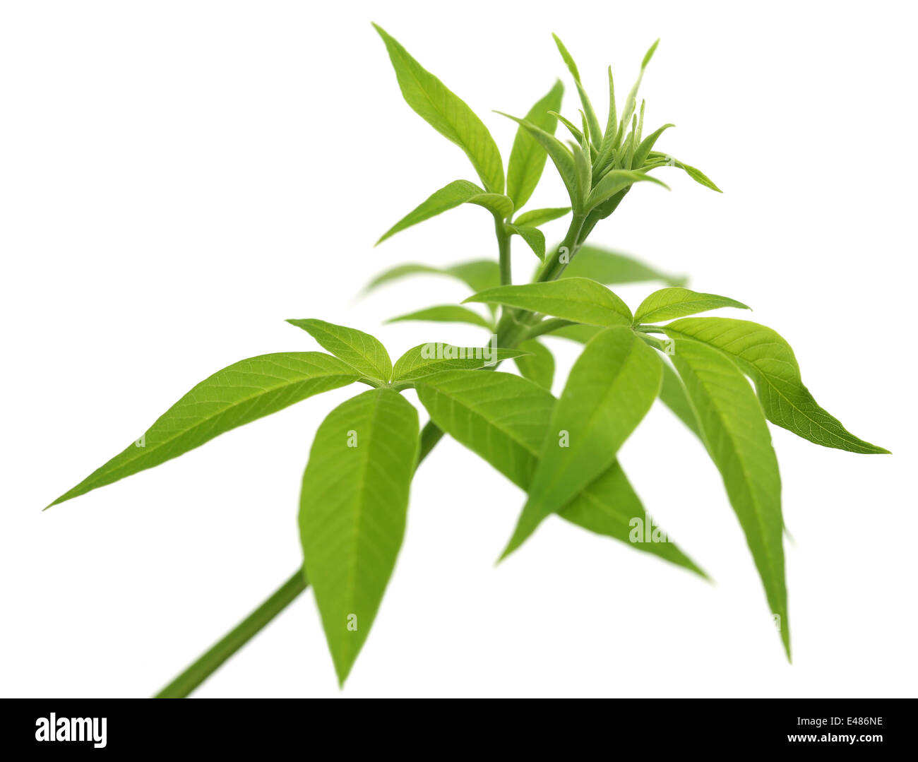 Vitex Negundo or Medicinal Nishinda leaves over white backgroune Stock ...