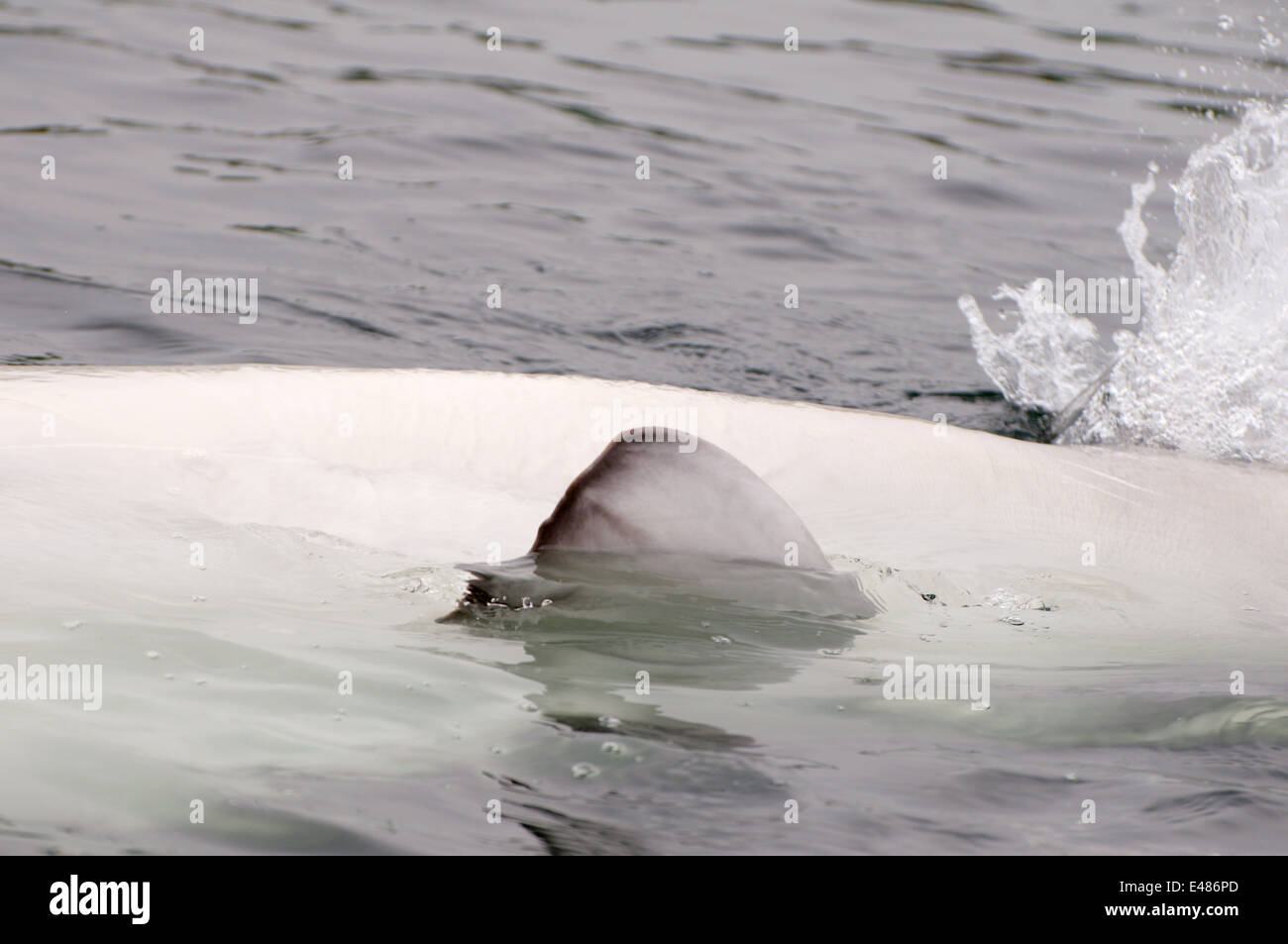 Fin beluga whale or white whale (Delphinapterus leucas) Sea of Japan ...