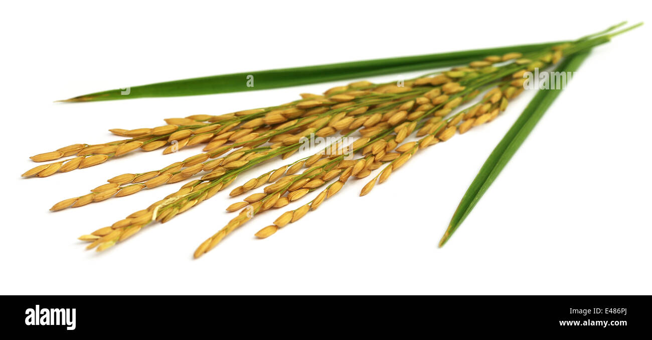 Golden paddy seeds over white background Stock Photo - Alamy