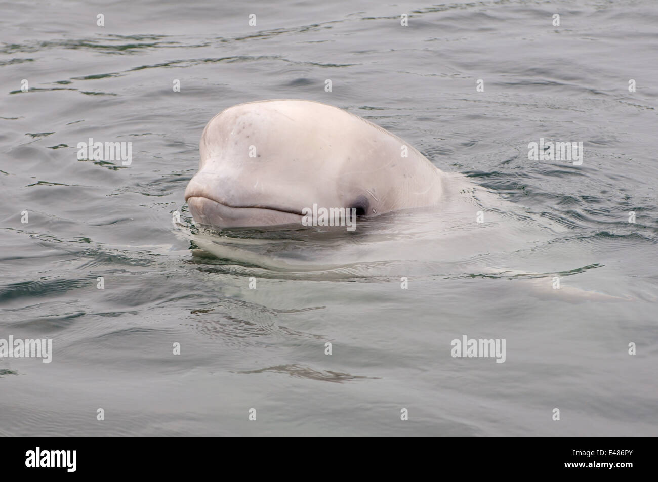 Young beluga whale or white whale (Delphinapterus leucas) Sea of Japan ...