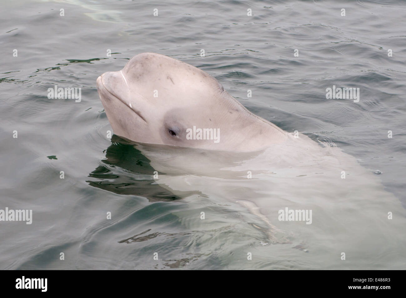 Young beluga whale or white whale (Delphinapterus leucas) Sea of Japan ...