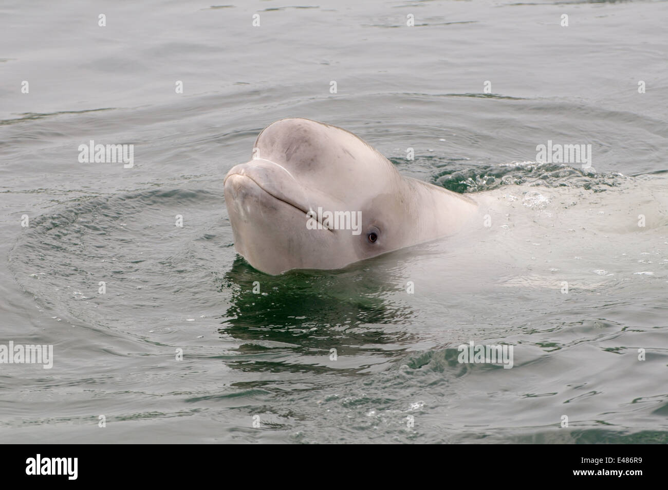 Young beluga whale or white whale (Delphinapterus leucas) Sea of Japan ...
