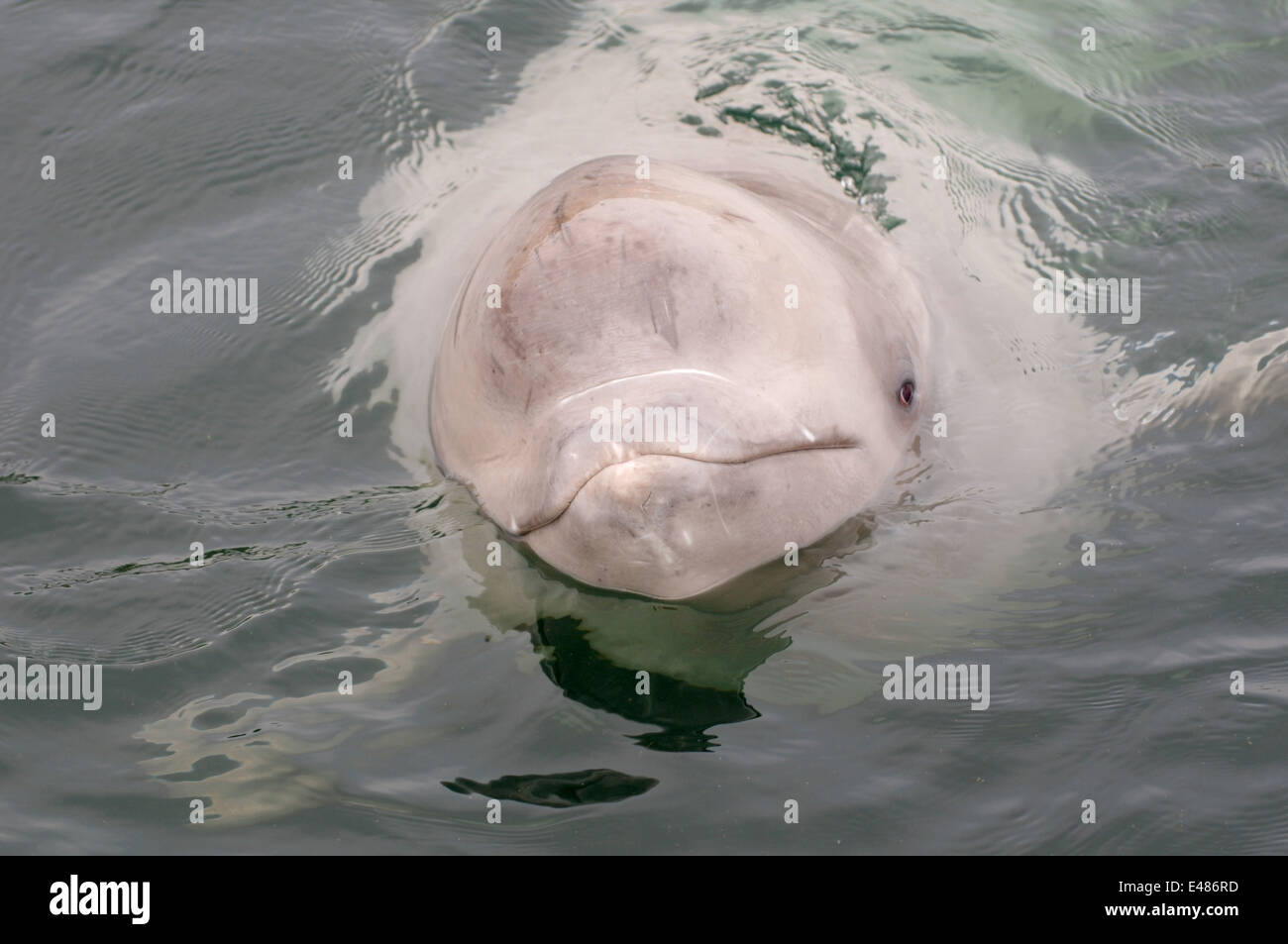 Young beluga whale or white whale (Delphinapterus leucas) Sea of Japan ...