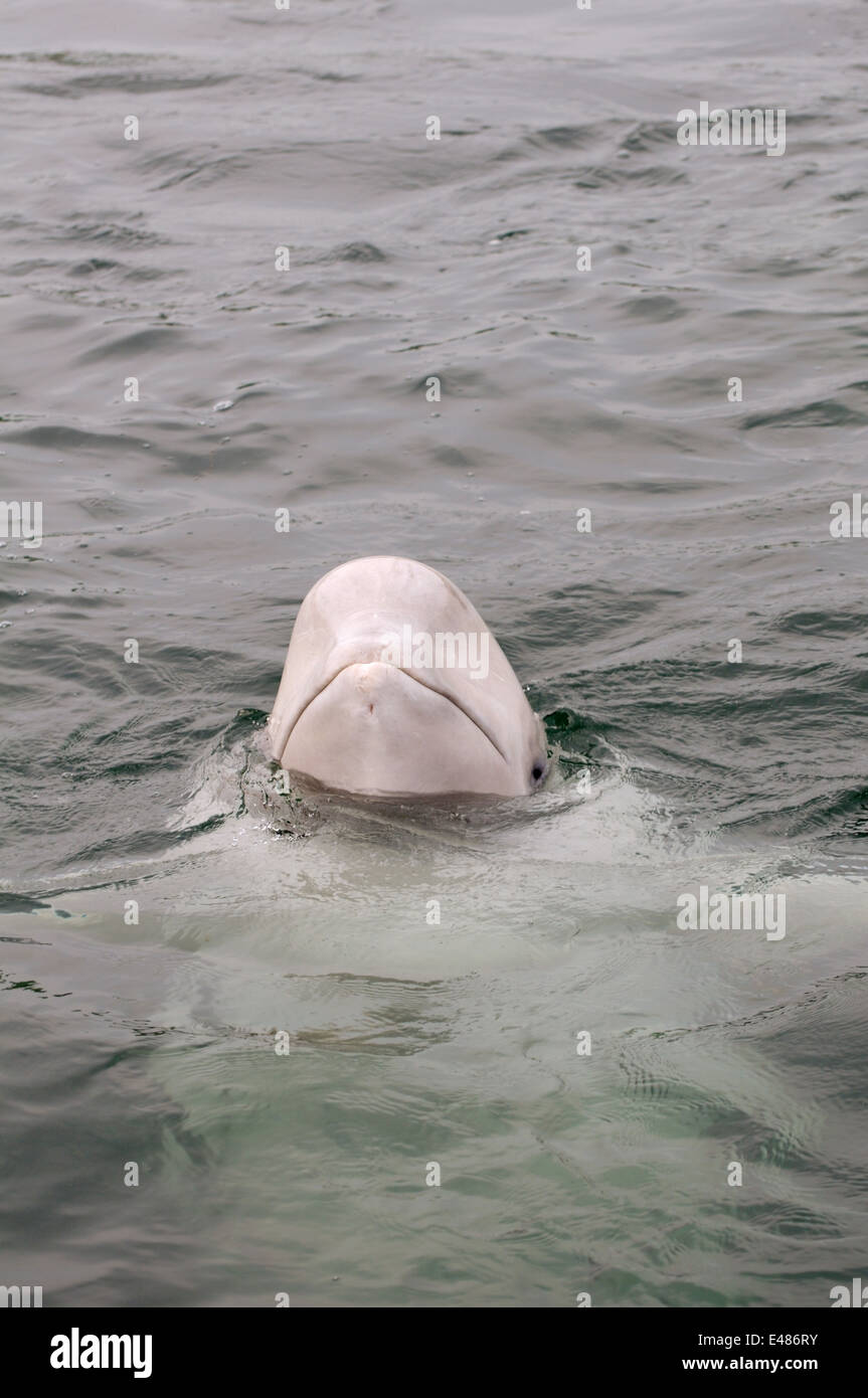 Young beluga whale or white whale (Delphinapterus leucas) Sea of Japan ...