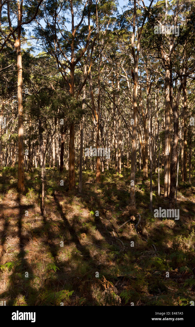 Karri forest western australia hi-res stock photography and images - Alamy