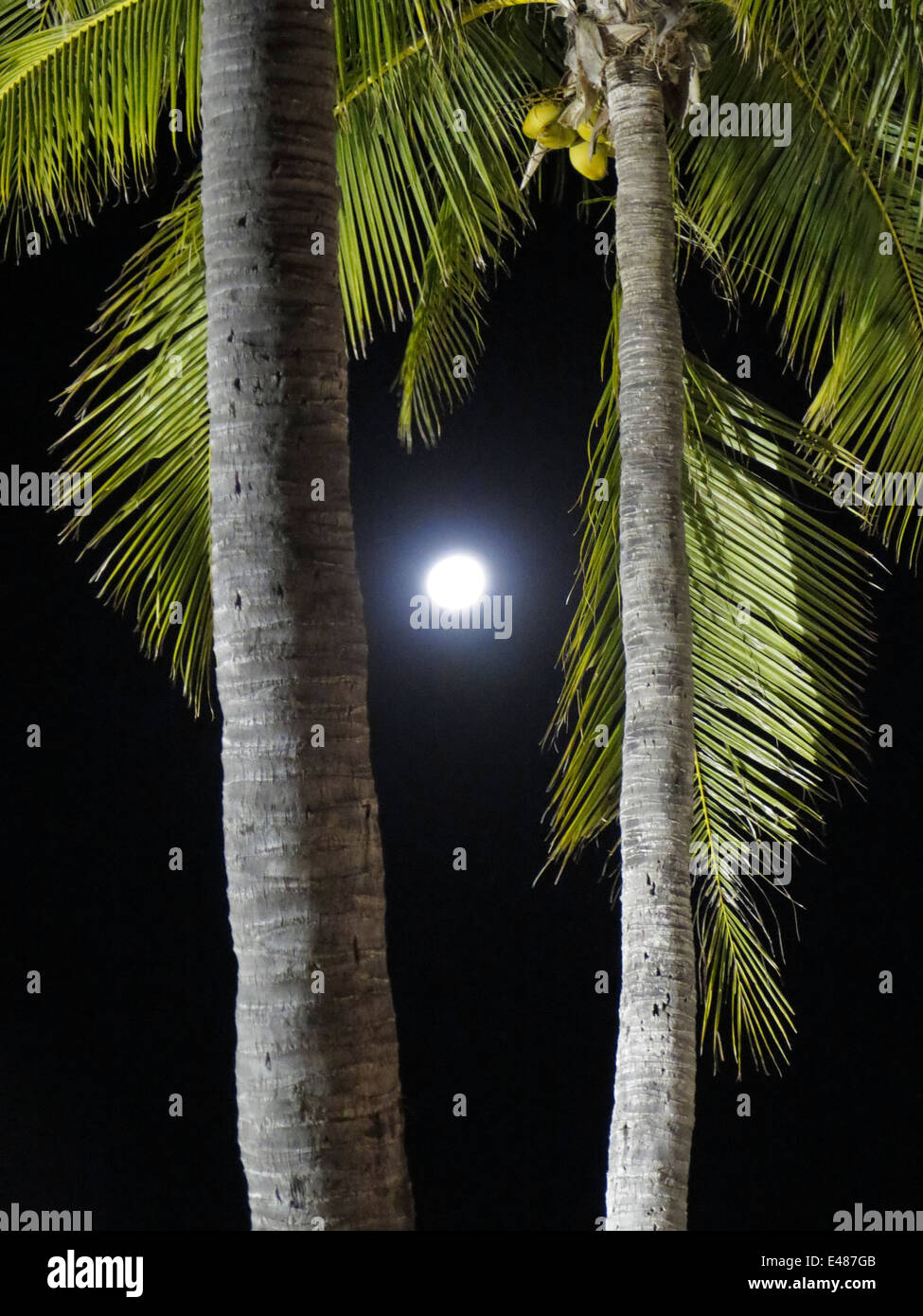 Moon in between tree leaves hi-res stock photography and images - Alamy