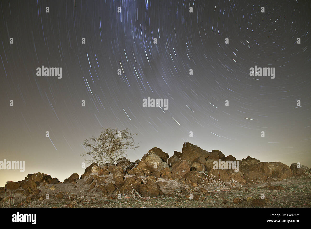 Star trails behind a dry thorn bush/tree on a round rock hill in a ...