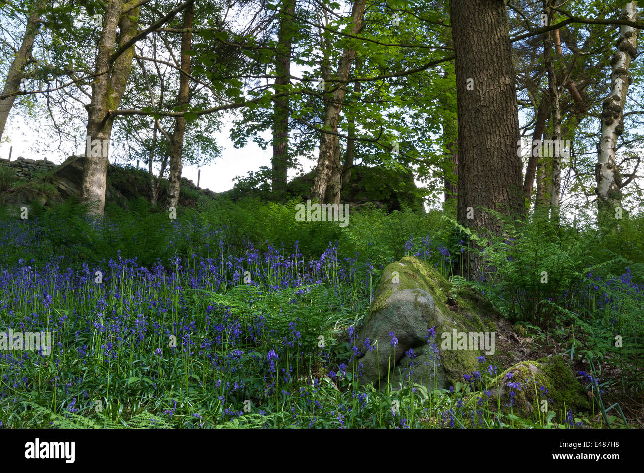 Beautiful carpet of bluebell flowers in Spring forest landscape Stock ...