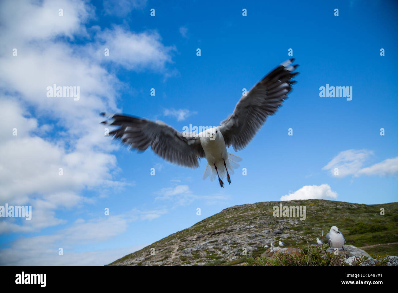 A wide angle close up of a Seagull as it is hovering in the air. In the ...