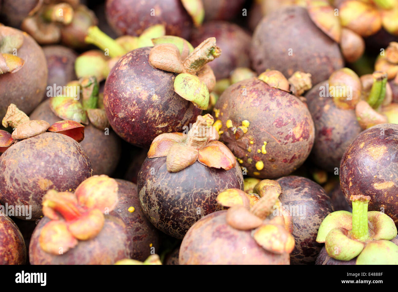 Native mangosteen hi-res stock photography and images - Alamy