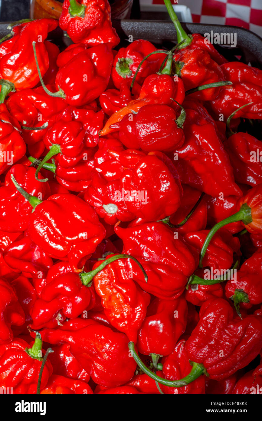fresh chilli peppers 3rd annual North East Chilli Fest, Seaton Delaval ...