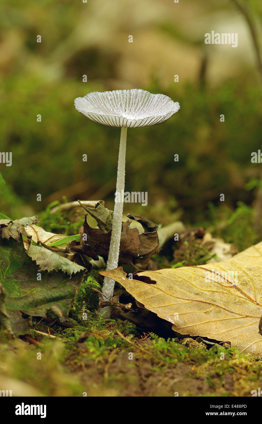 Hares foot inkcap mushroom hi-res stock photography and images - Alamy