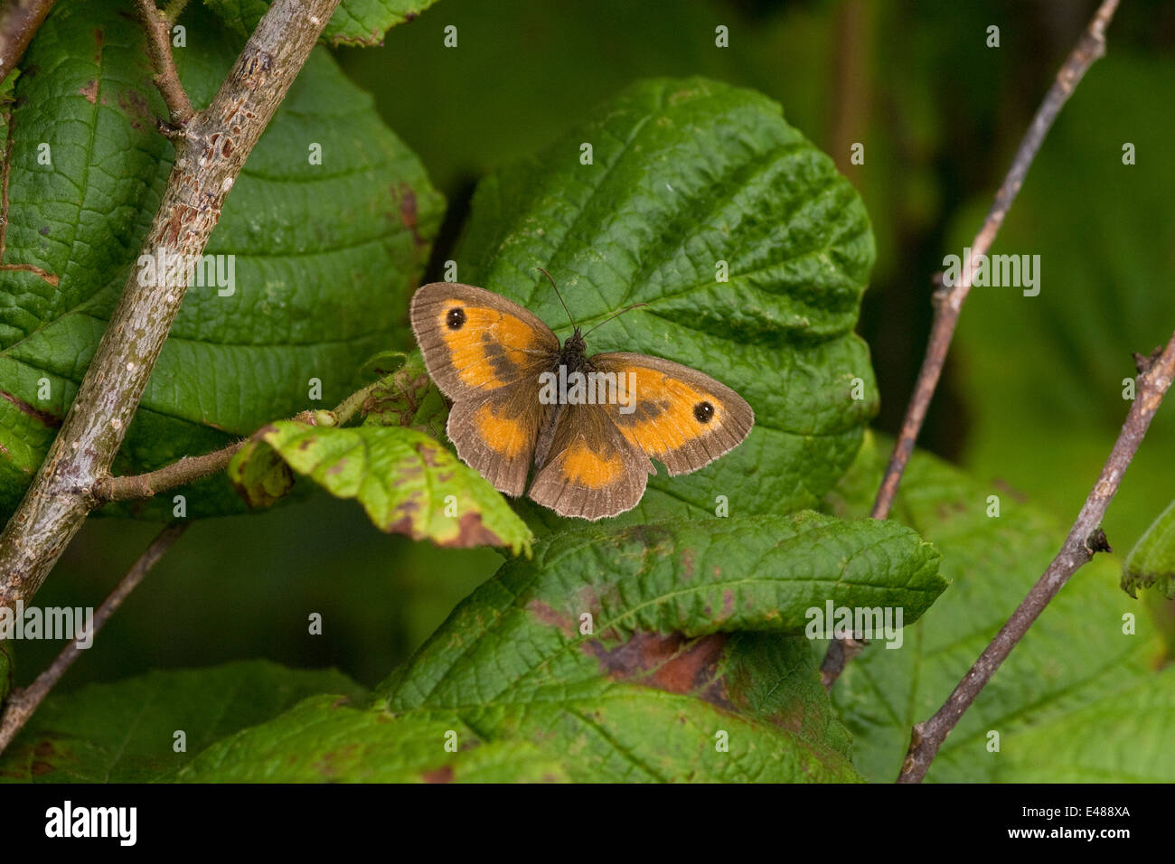 Gatekeeper Butterfly - Pyronia tithonus Stock Photo - Alamy