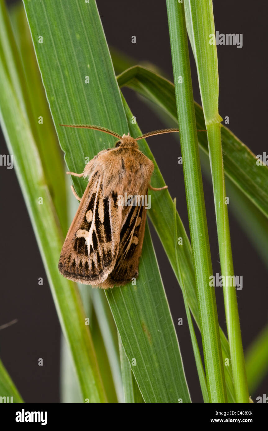 Graminis hi-res stock photography and images - Alamy