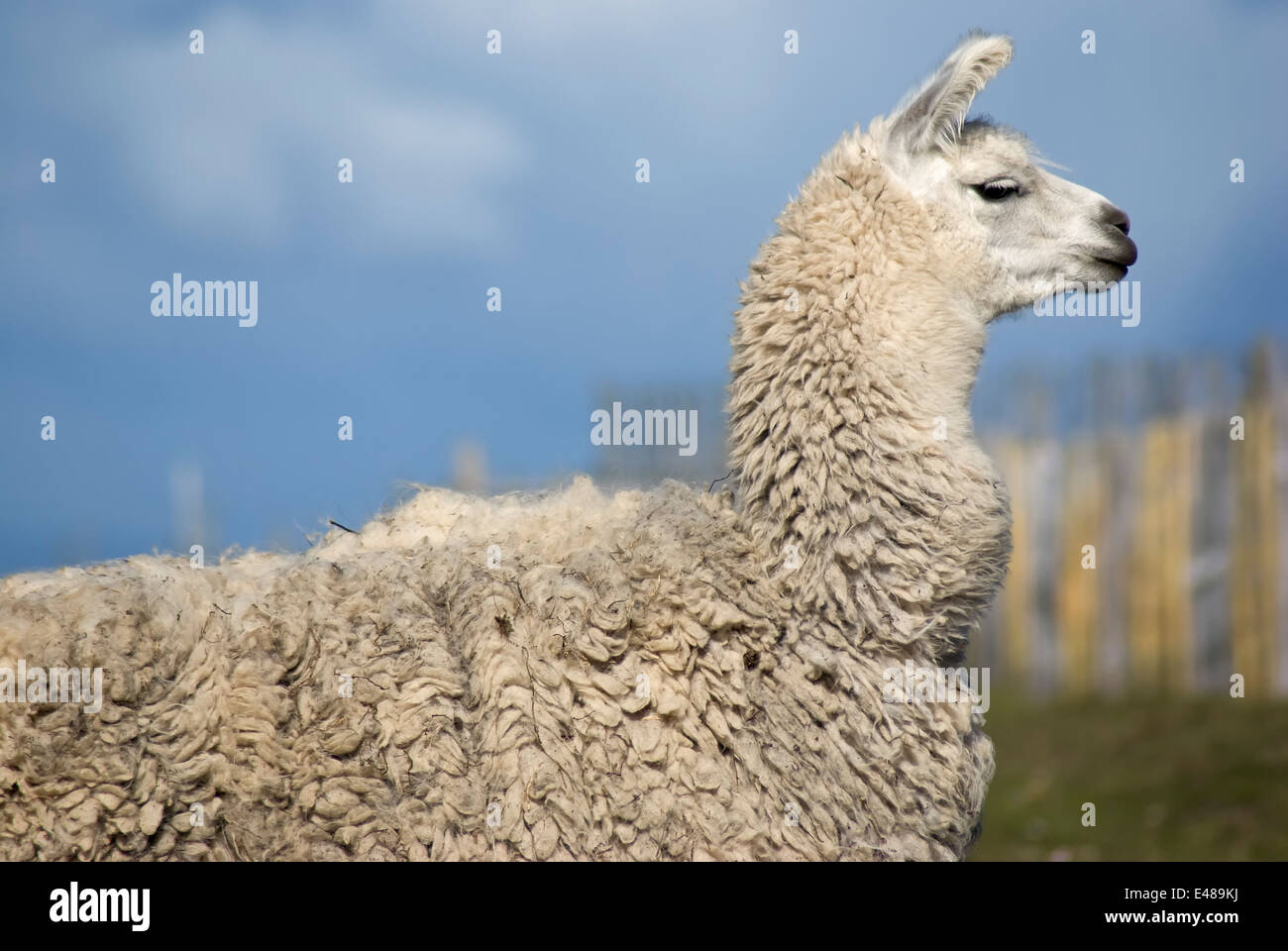 Alpaca. Torres del Paine National Park, Chile Stock Photo - Alamy