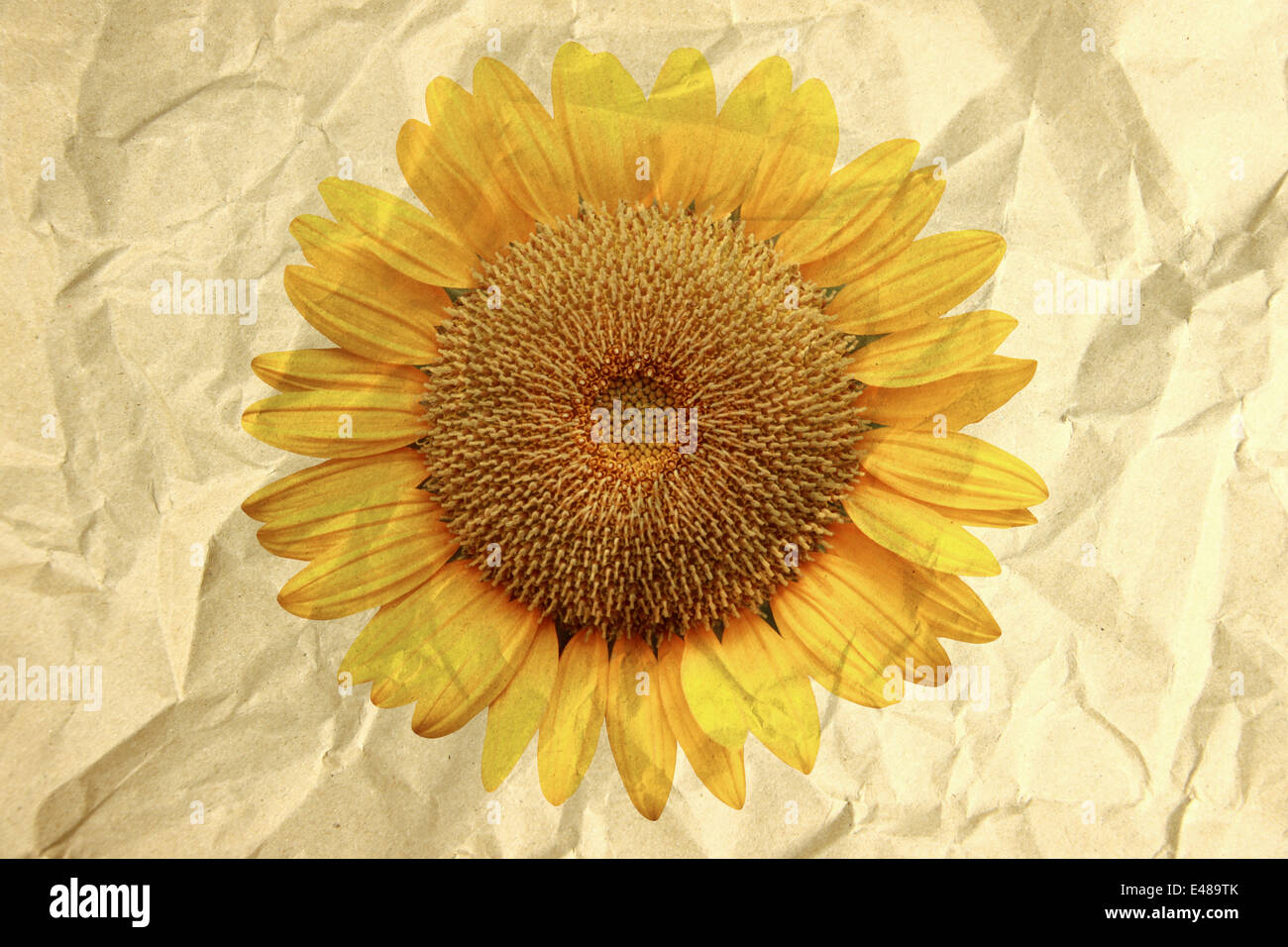 Paper box textured in crumpled of sunflower for vintage background ...