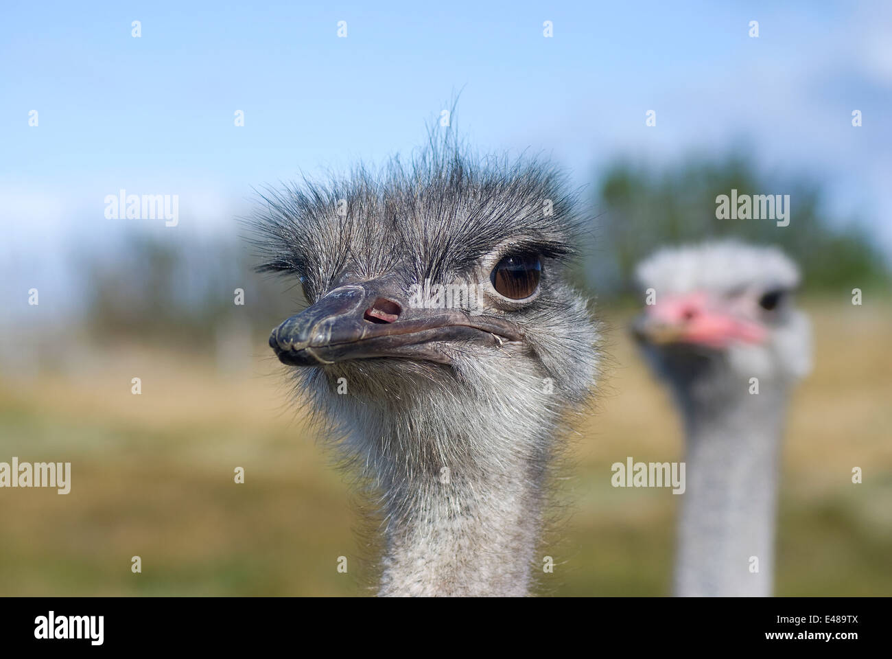 Close up of ñandu. Head of the Rhea. Torres del Paine National Park ...