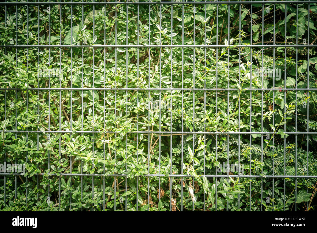 bush with fence for backgrounds, with vignette Stock Photo - Alamy
