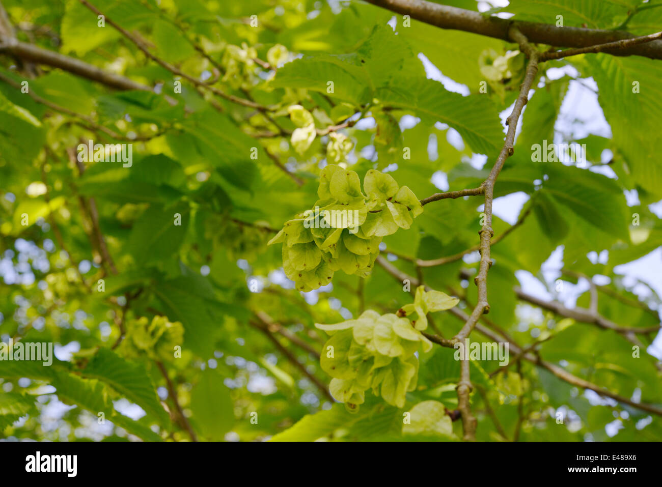 Samara or winged seeds of Ulmus glabra, Wych Elm , Wales, UK Stock ...