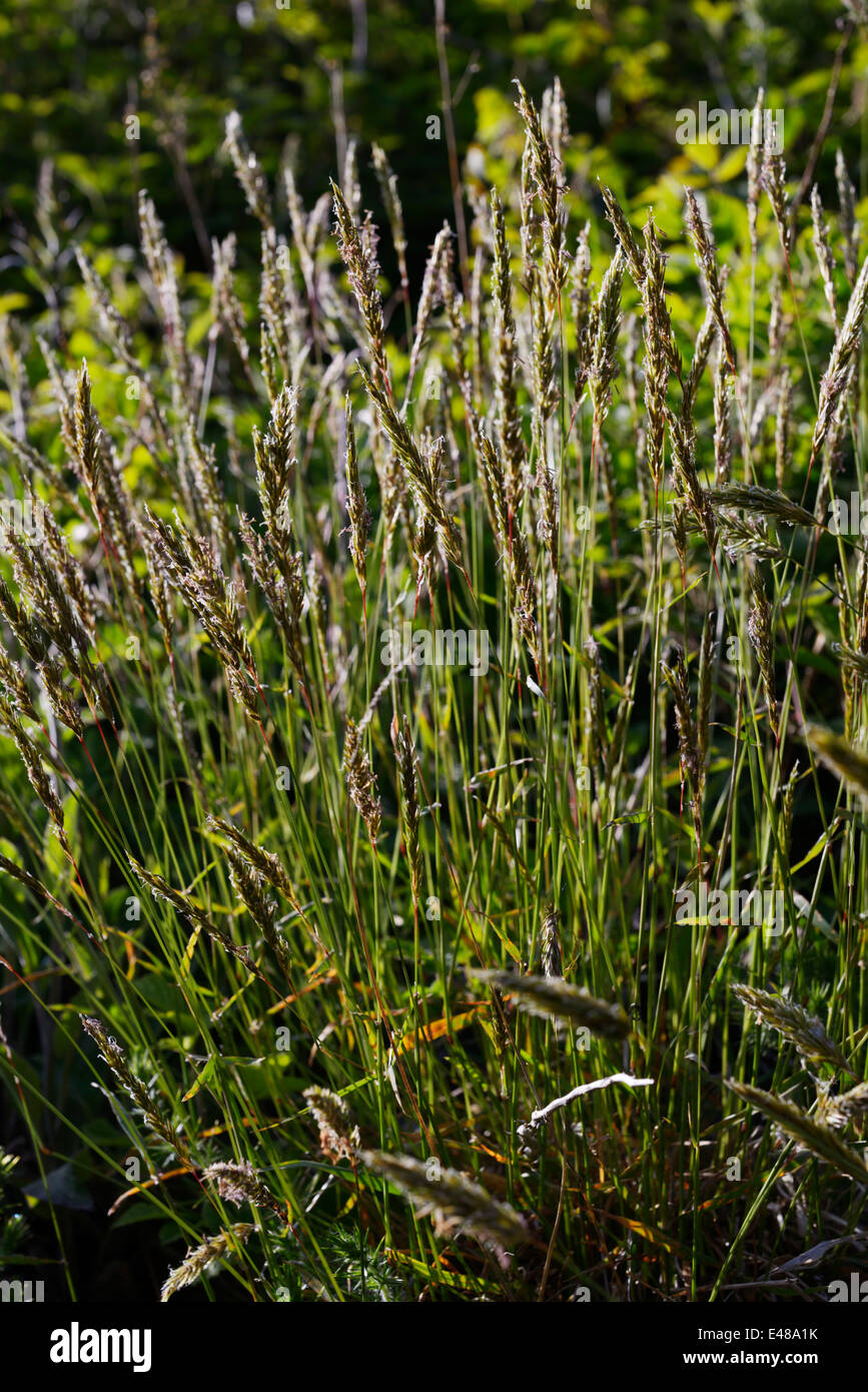 Sweet Vernal Grass, Anthoxanthum odoratum, Wales, UK Stock Photo - Alamy
