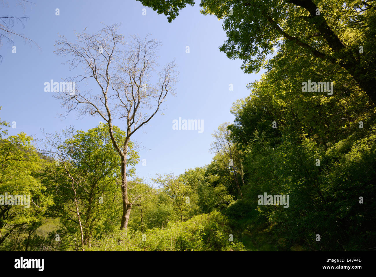 Ash trees uk woodland hi-res stock photography and images - Alamy