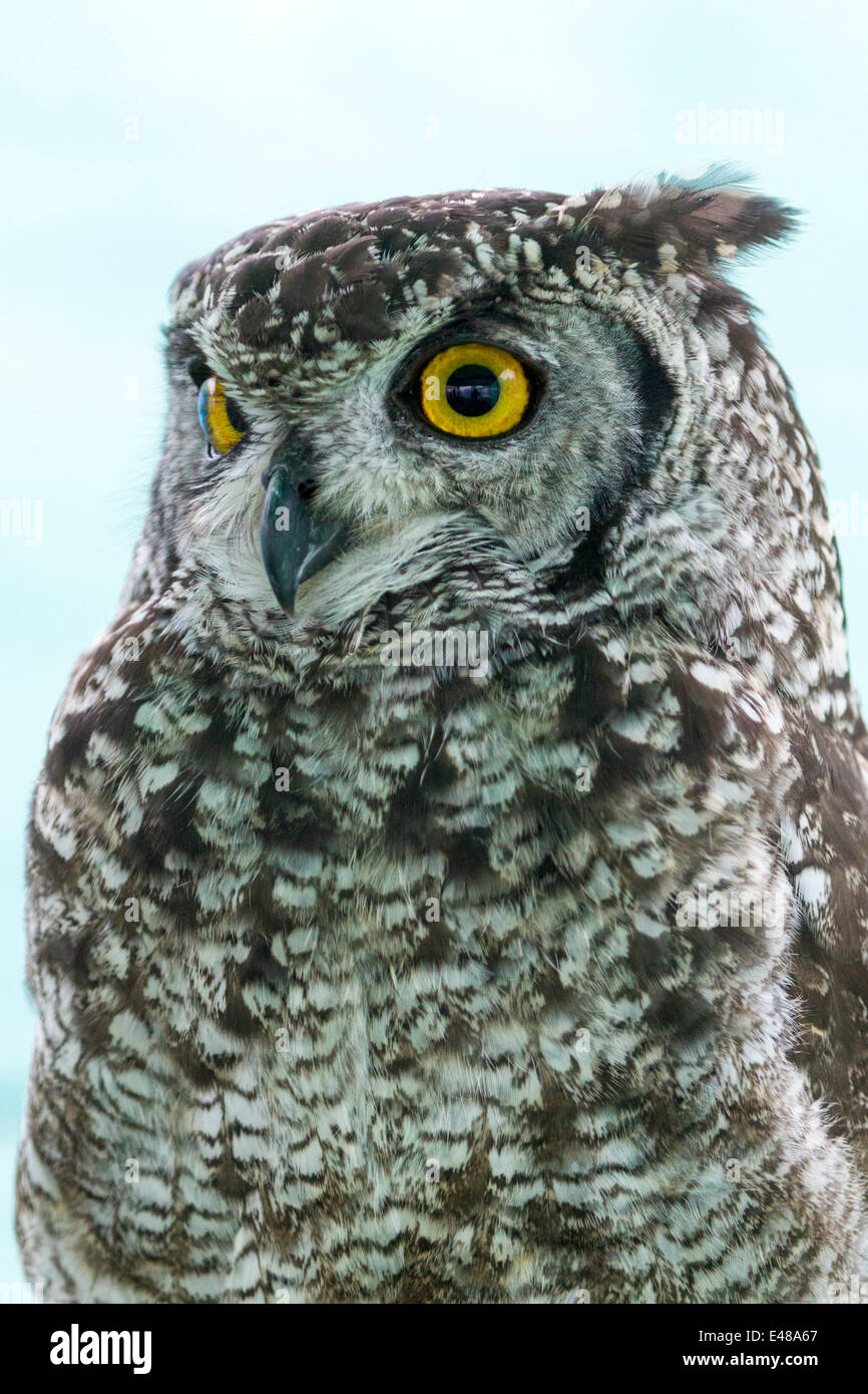 Hollowell steam and heavy horse show hi-res stock photography and ...