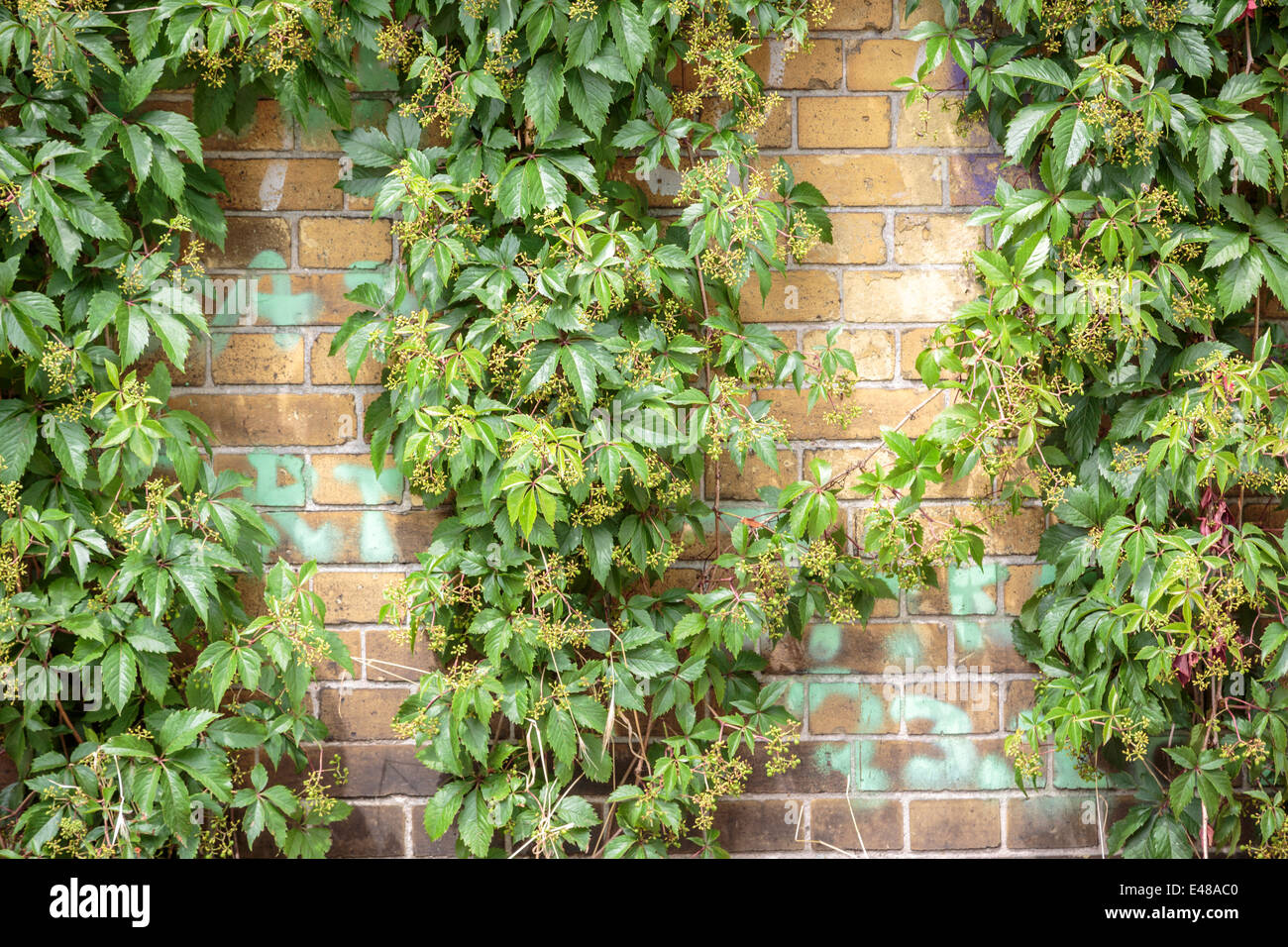 overgrown Boston ivy brick wall for backgrounds Stock Photo - Alamy