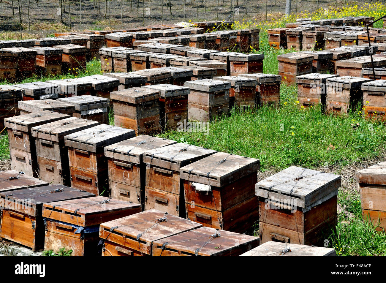 PENGZHOU, CHINA: Wooden beehive boxes swarming with honey bees at a ...