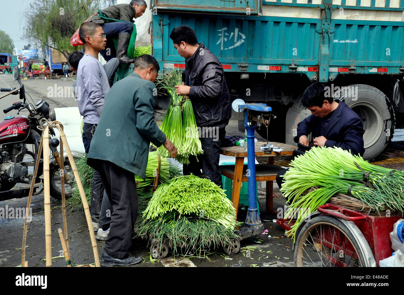 PENGZHOU, CHINA:Farmers loading freshly harvested green garlic onto ...