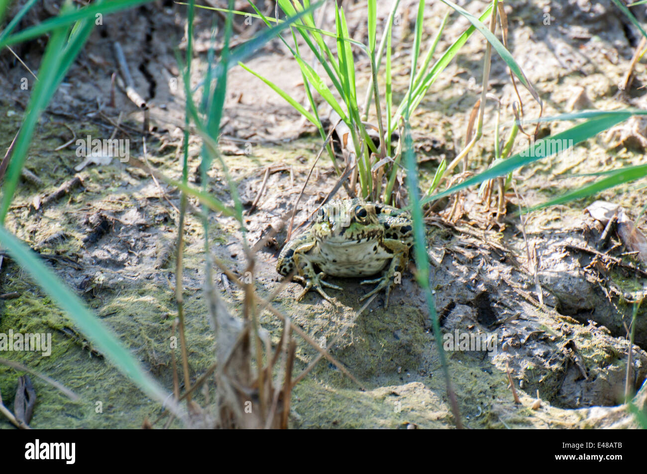 green frog resting on wetlands Stock Photo - Alamy