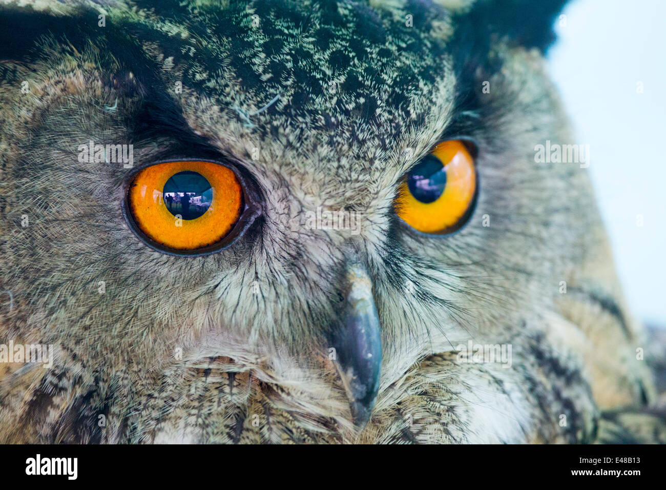 Hollowell steam and heavy horse show hi-res stock photography and ...