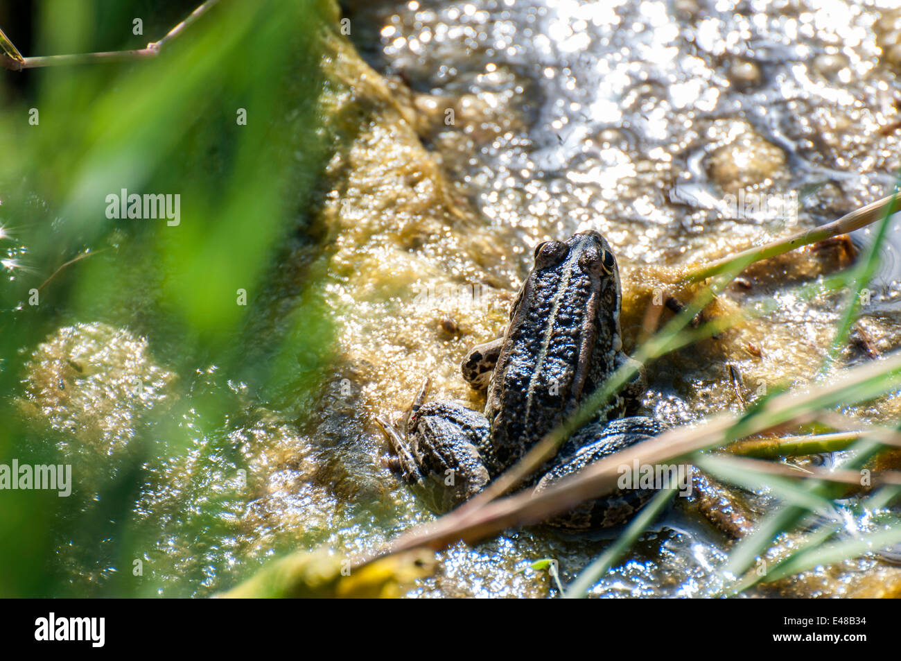 green frog resting on wetlands Stock Photo - Alamy