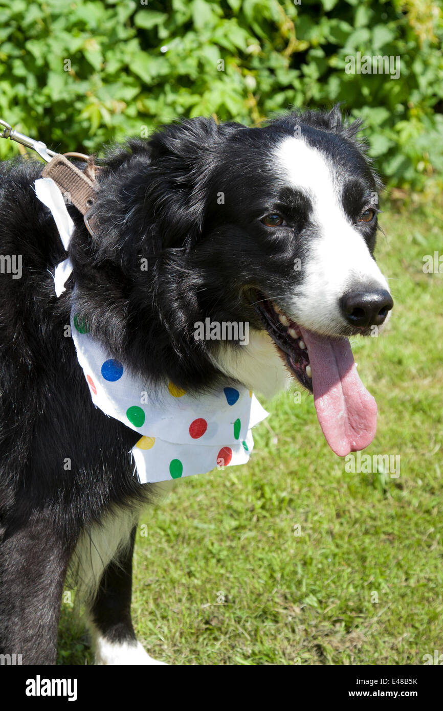Border collie de race hi-res stock photography and images - Alamy