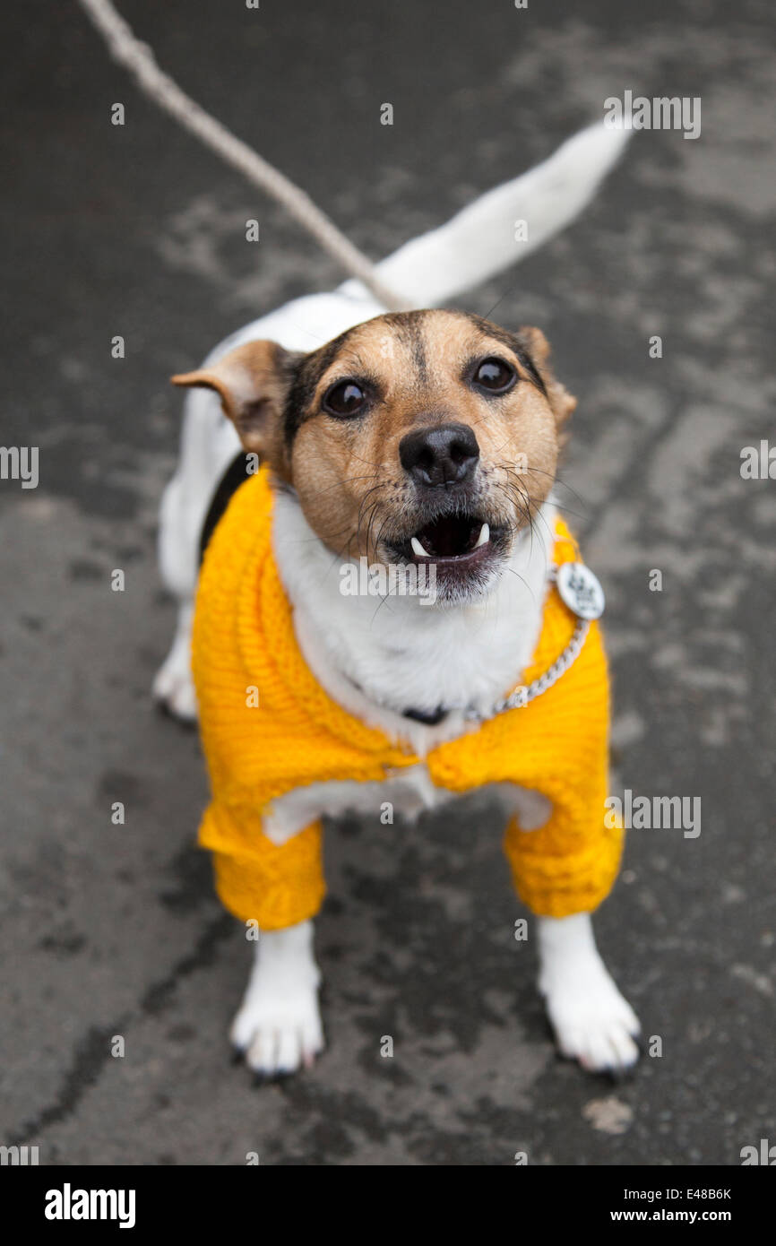 Jack russell dog wearing coat hi-res stock photography and images - Alamy