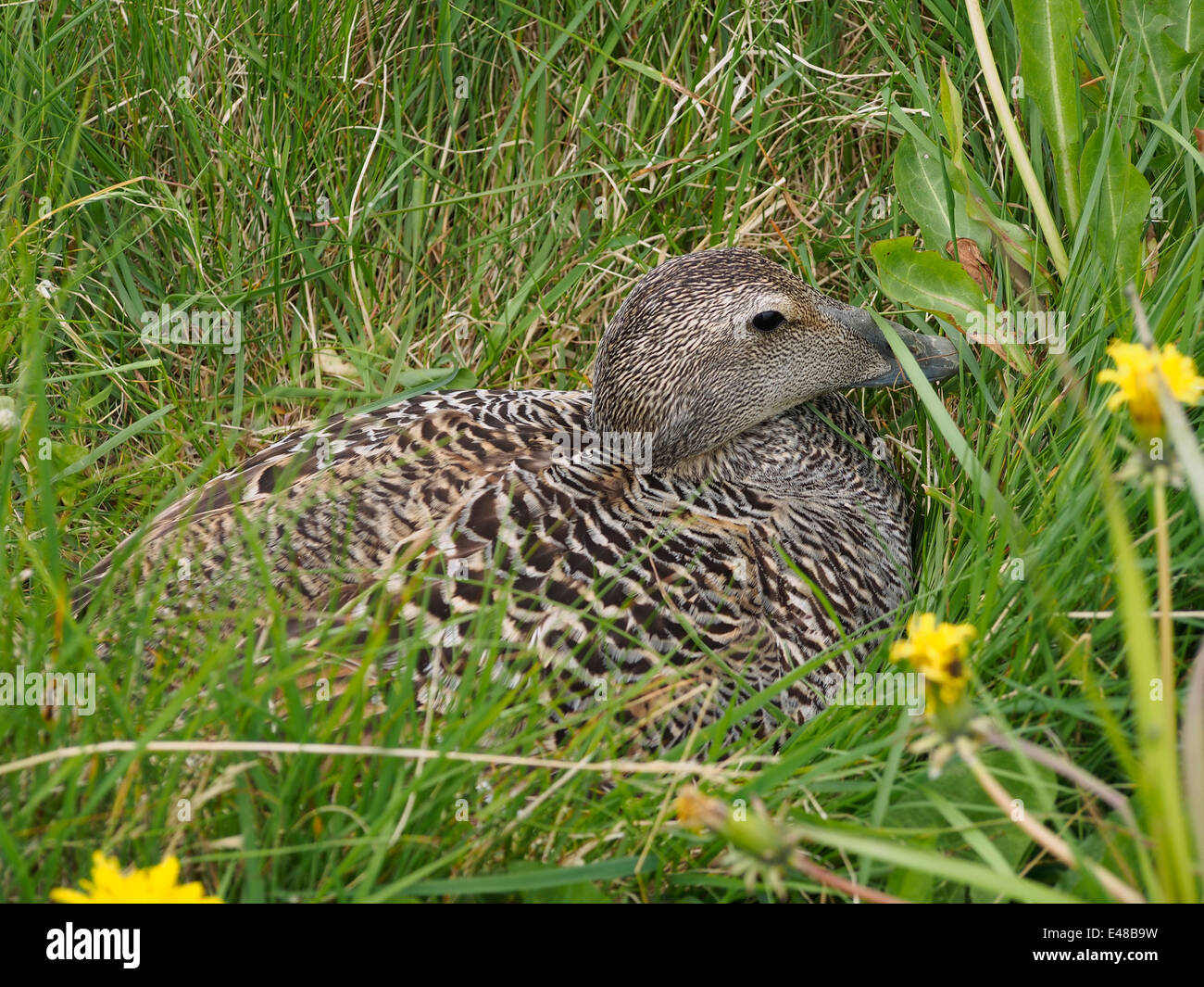 Nesting female eider duck, Vigur near Suðavík, west fjords, Iceland ...