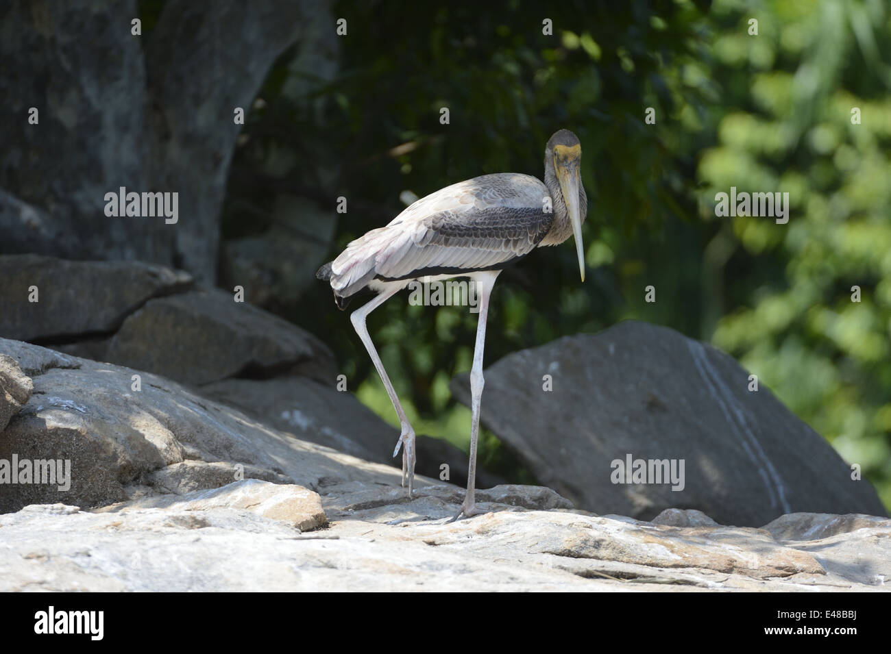 India, Karnataka, Ranganthittu Bird Sanctuary, Painted Stork Stock ...