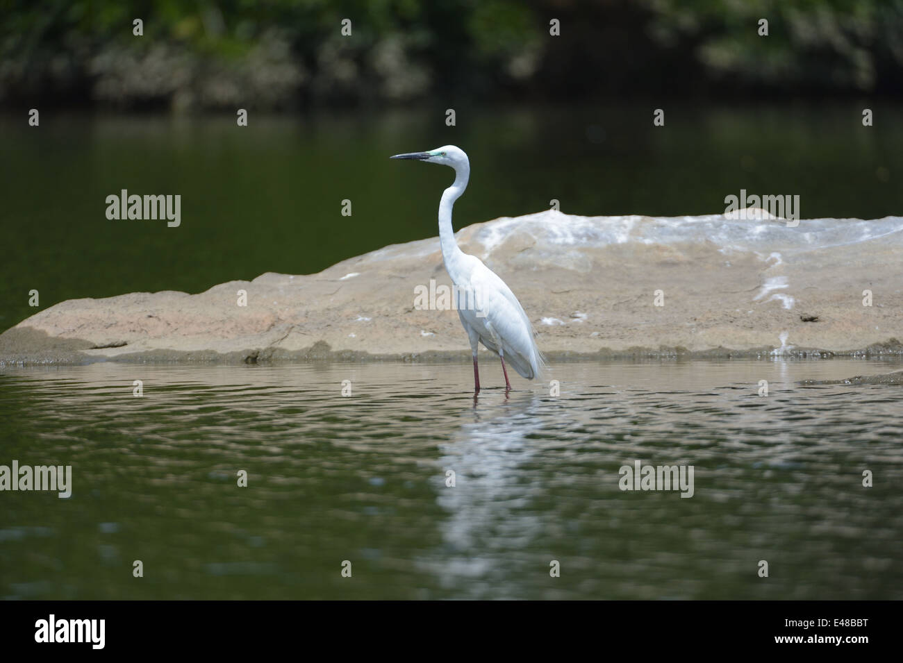 India, Karnataka, Ranganthittu Bird Sanctuary, Great Egret Stock Photo ...