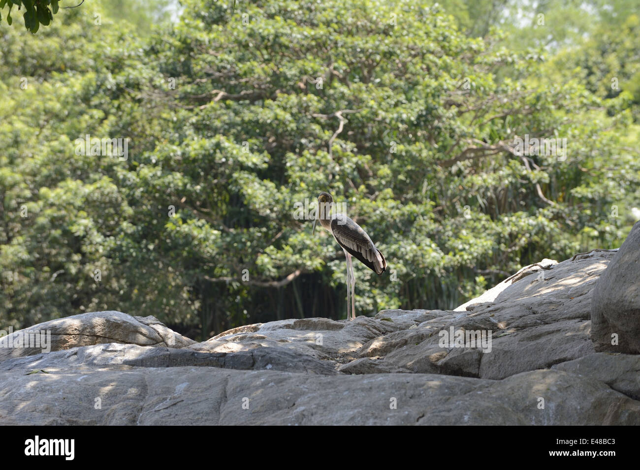 India, Karnataka, Ranganthittu Bird Sanctuary, Painted Stork Stock ...