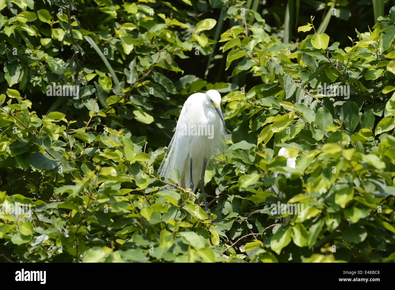 India, Karnataka, Ranganthittu Bird Sanctuary, Great Egret Stock Photo ...