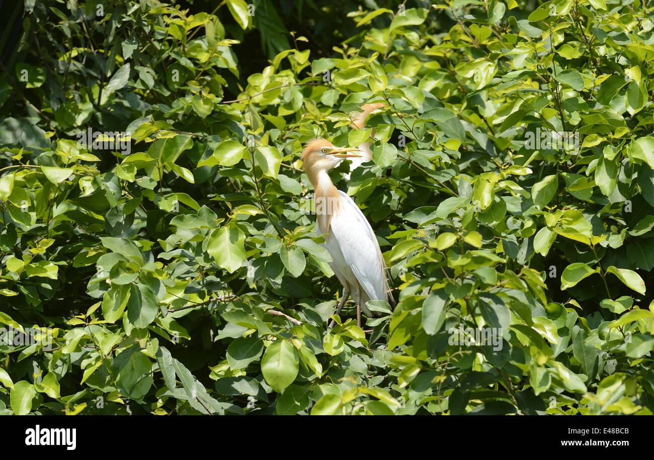India, Karnataka, Ranganthittu Bird Sanctuary, Cattle Egret Stock Photo ...