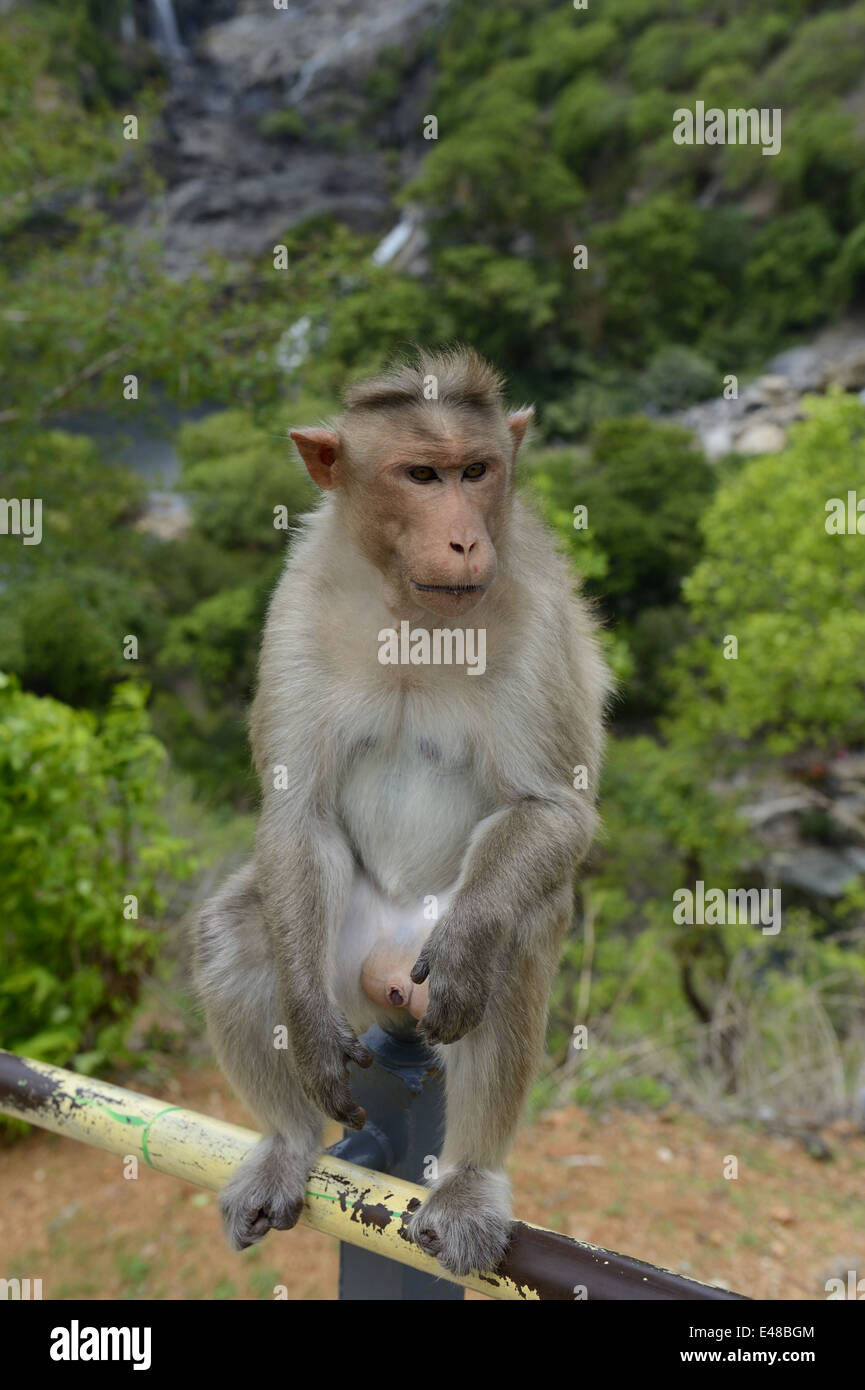 India, Shivanasamudra Falls, Monkey Stock Photo - Alamy