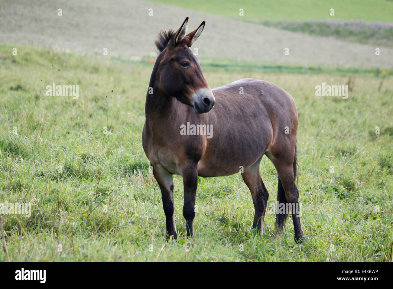 Mule horse donkey hi-res stock photography and images - Alamy