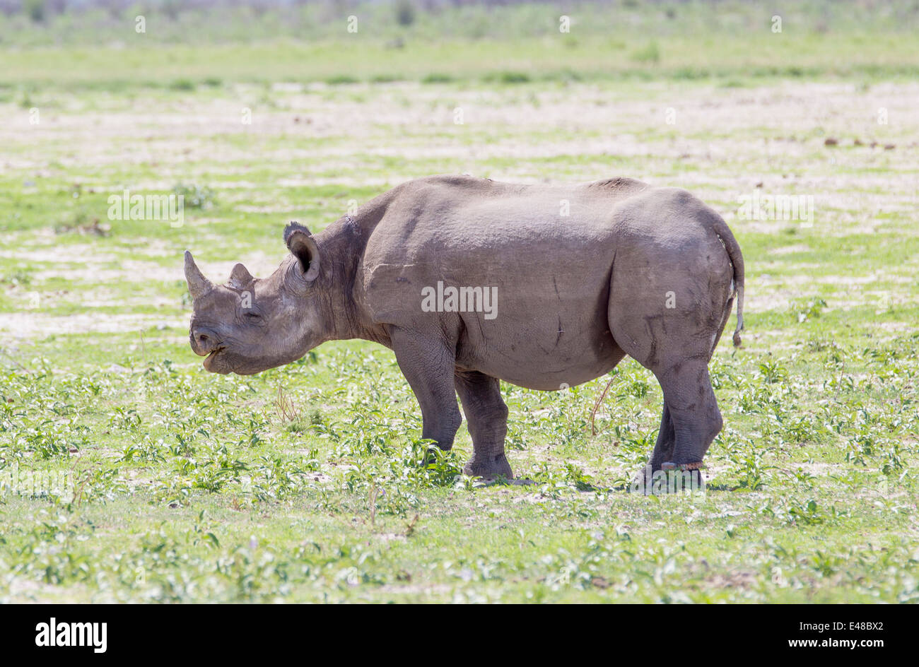 A very friendly Black Rhino standing in the field, smiling Stock Photo ...