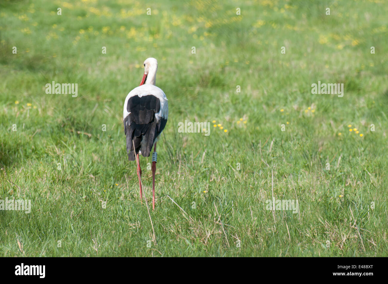Stork running around the grass field Stock Photo - Alamy
